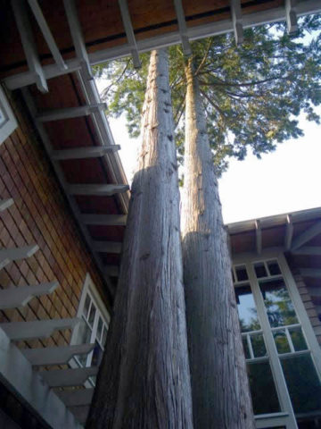 Tree Overgrowing House - Burley Boys Tree Service